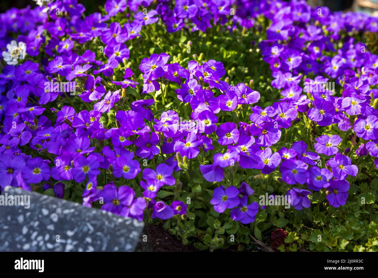 Aubretia gracilis Kitte Blue Stock Photo - Alamy