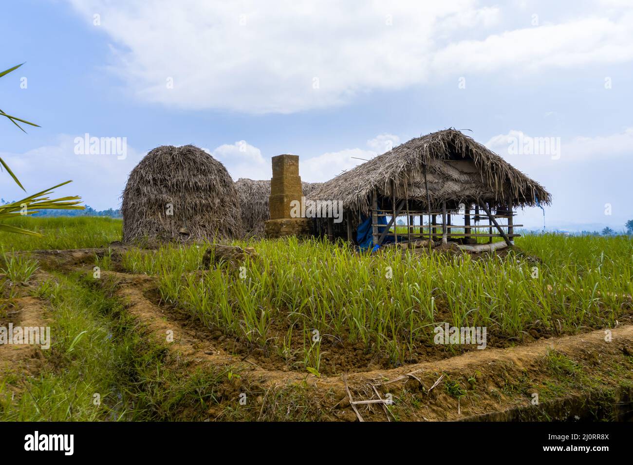 Sugarcane Production Mill , Farmhouse Stock Photo . Sugarcane farming ...