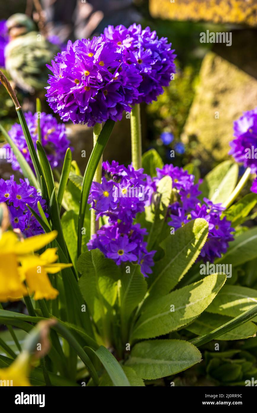 Lilac primula hi-res stock photography and images - Alamy