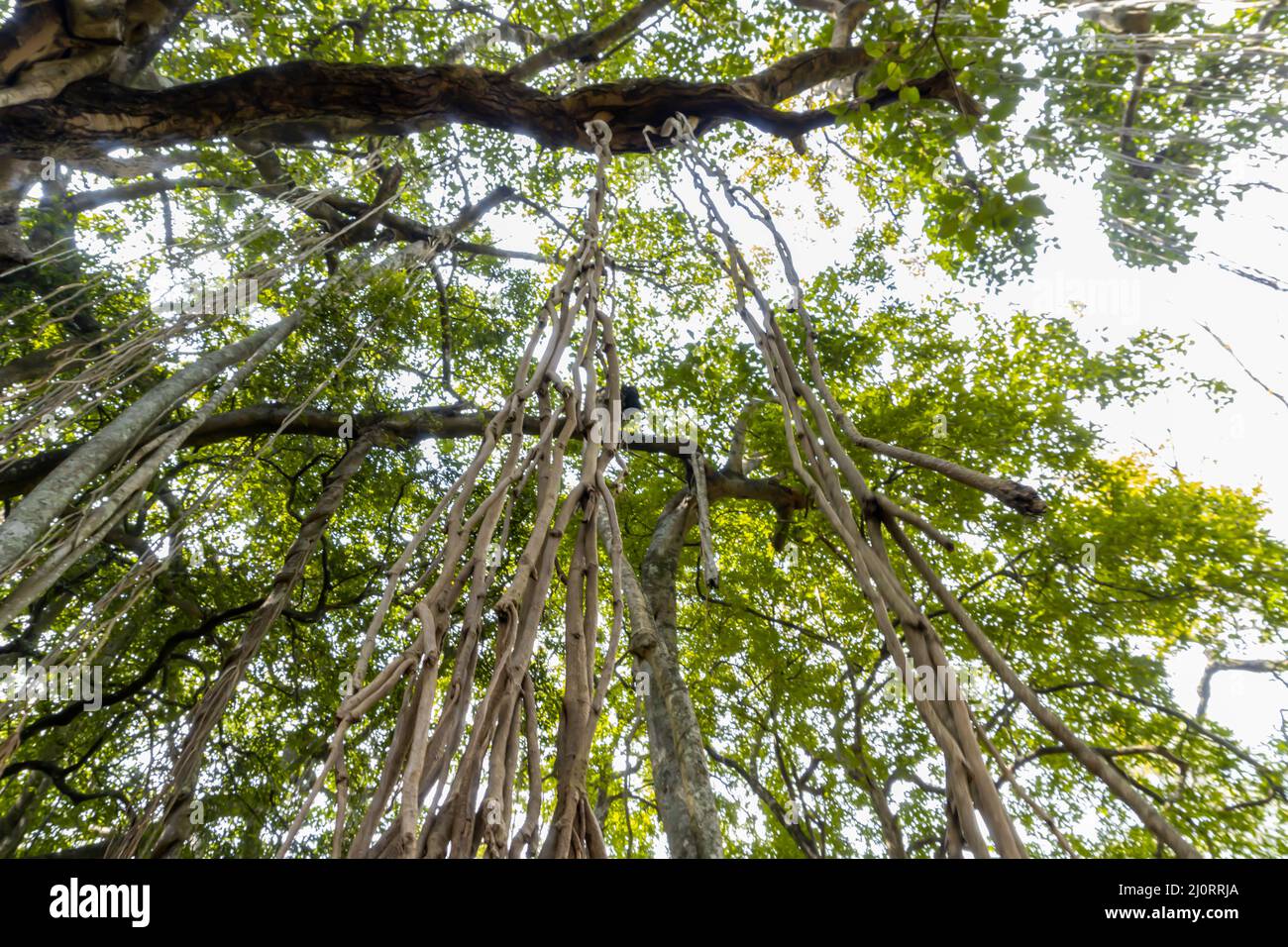 Closeup of a beautiful banyan tree with roots hanging . Stock photo ...
