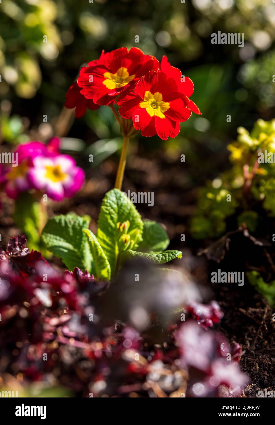 Primrose crescendo bright red hi-res stock photography and images - Alamy