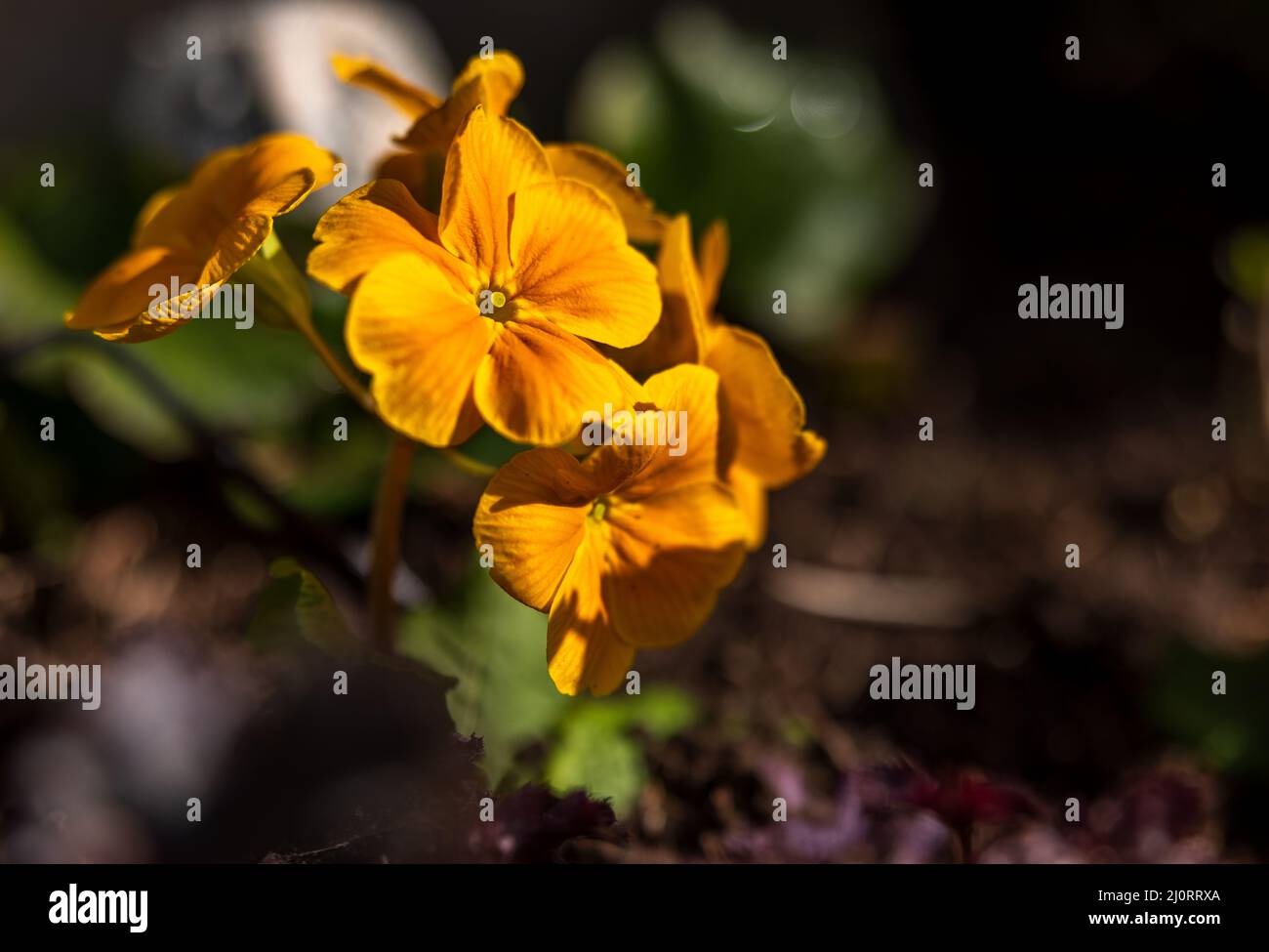 Polyanthus border hi-res stock photography and images - Alamy