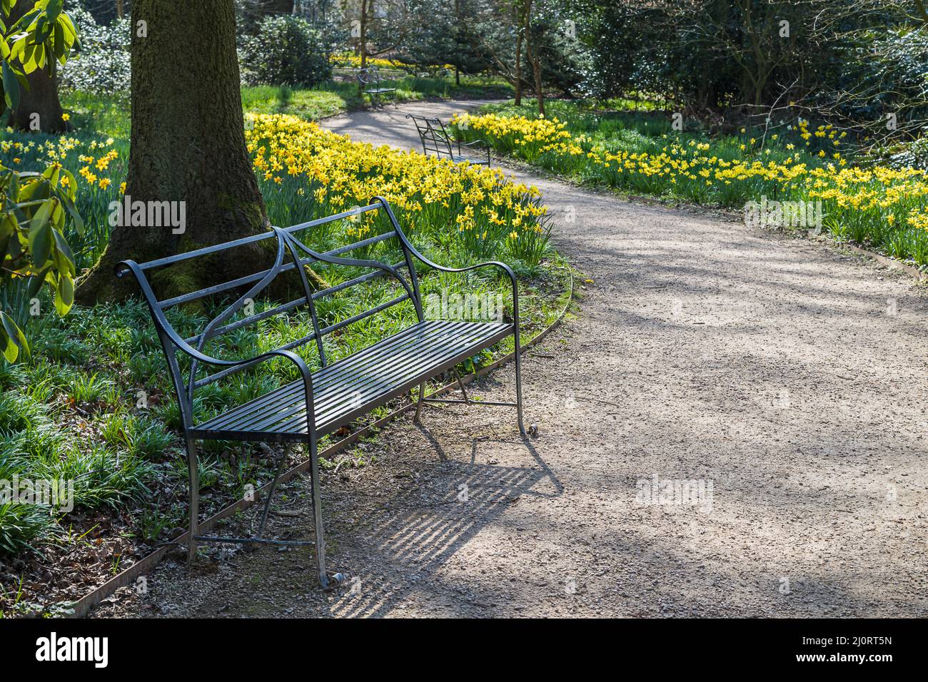 A metal bench seen next to flower beds full of daffodils in the spring ...