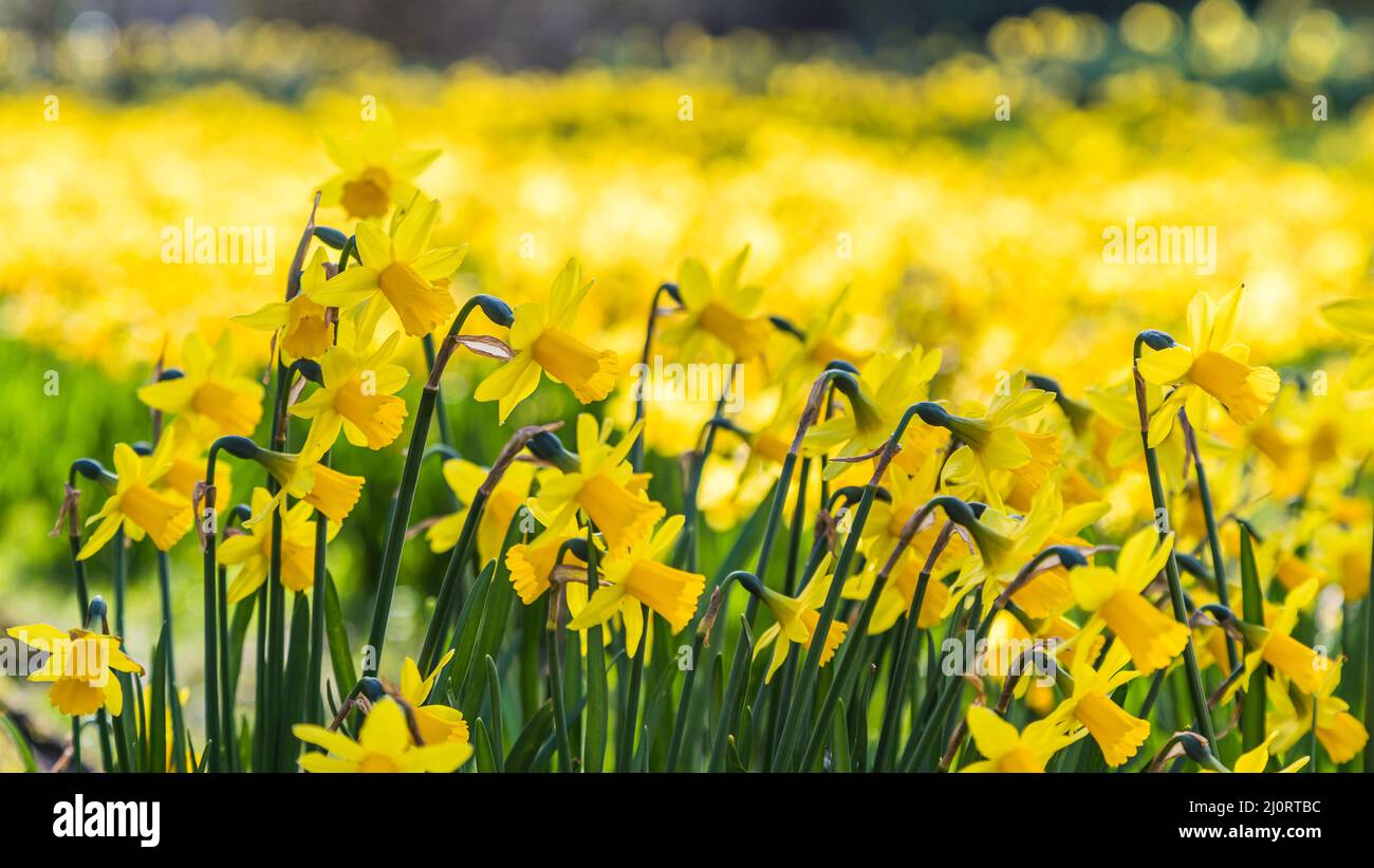 A sea of brightly coloured daffodils seen in a garden in Cheshire in ...