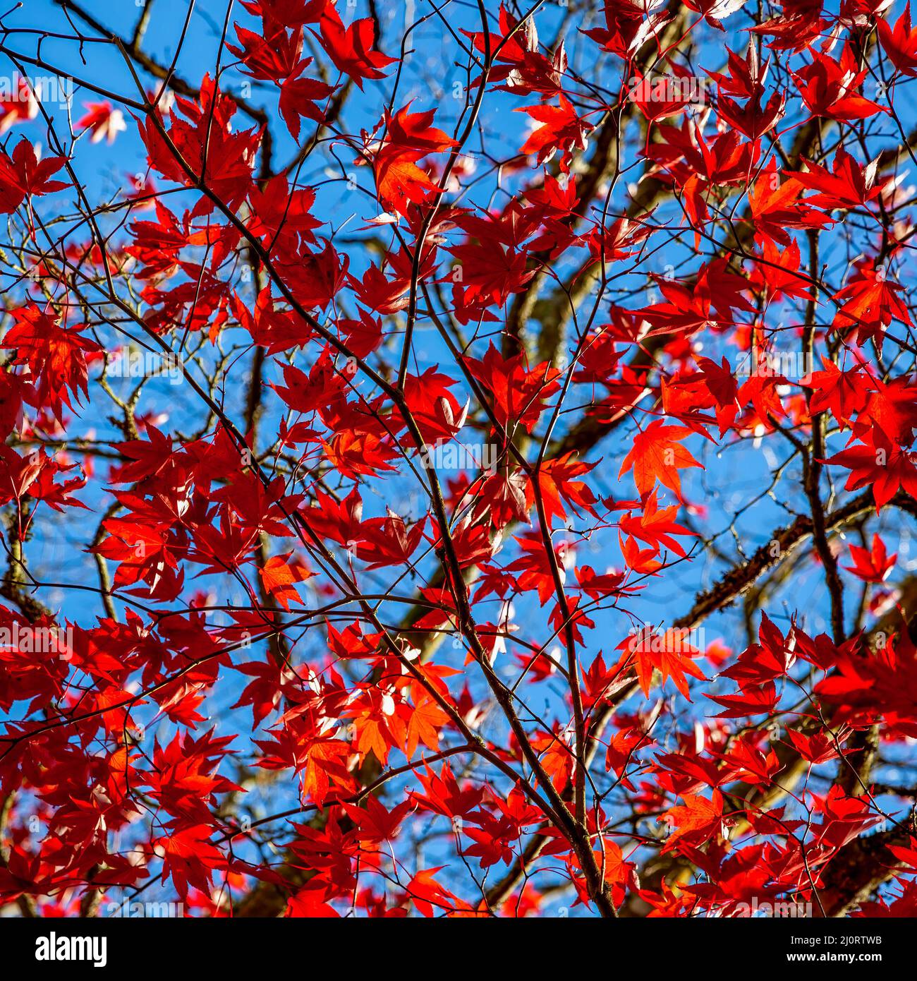 Bright red Acer leaves in the autumn sunshine Stock Photo - Alamy