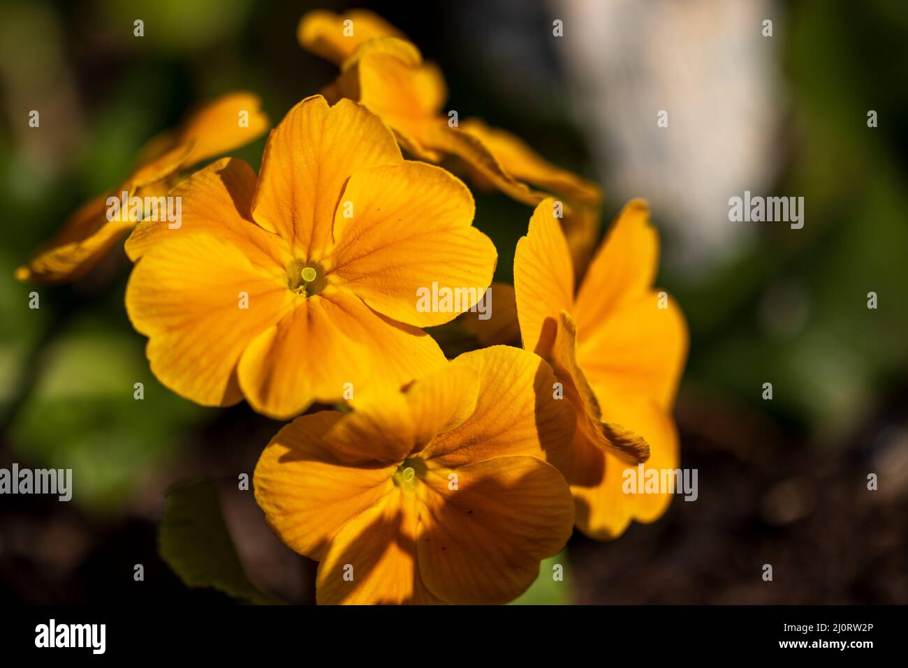 Beautiful orange polyanthus Stock Photo - Alamy