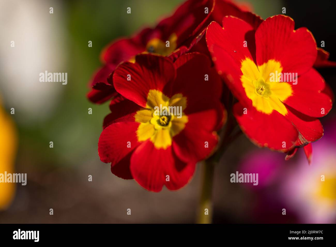 Primula 'Crescendo Bright Red' Polyanthus Primrose Stock Photo - Alamy