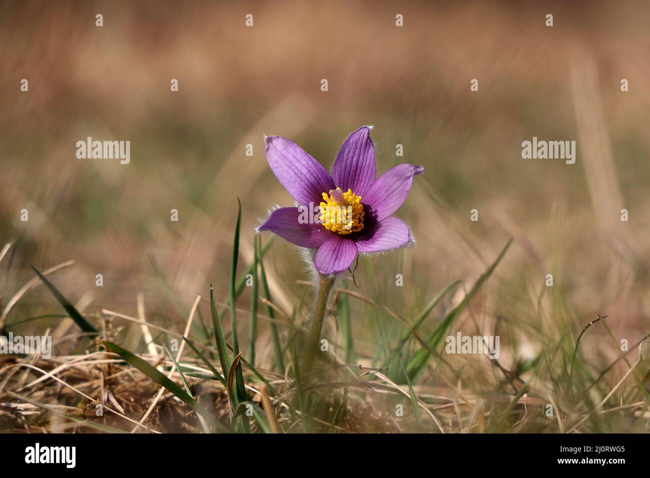 Beautiful purple fluffy flower Oriental Pulsatilla patens pasqueflower ...