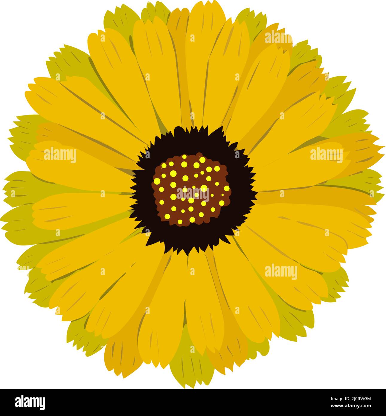 Beautiful yellow flower, on a white background, calendula. Vector ...