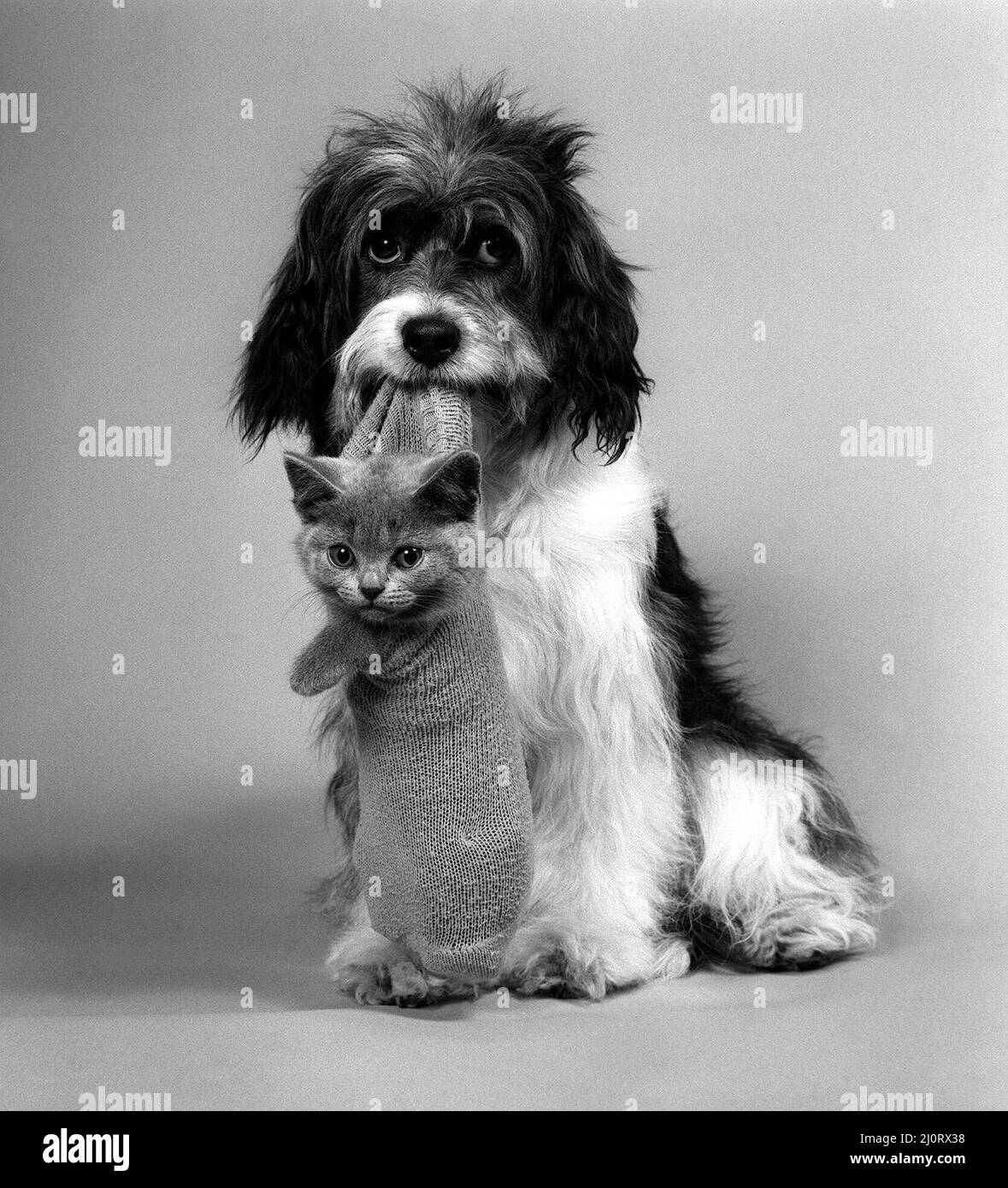 Pippin the Mongrel Dog with Kitten in a sock August 1984Pippin has ...