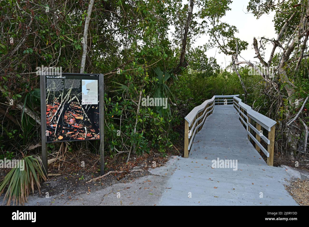 Rebuilt Boardwalk to West Lake in Everglades National Park, Florida ...