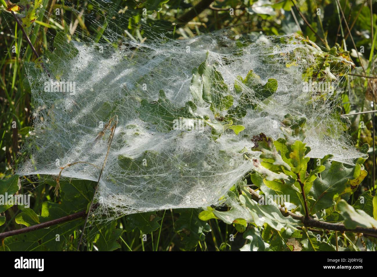 Cobweb at a shrub Stock Photo - Alamy