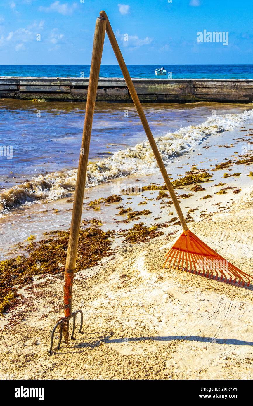 Pitchfork rake broom seaweed sargazo beach Playa del Carmen Mexico ...