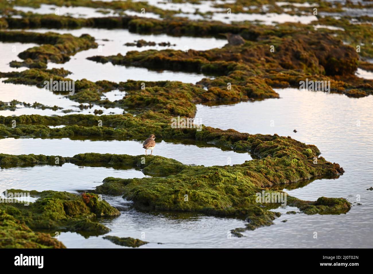 Little ringed plover (Charadrius dubius) standing on a moss covered ...