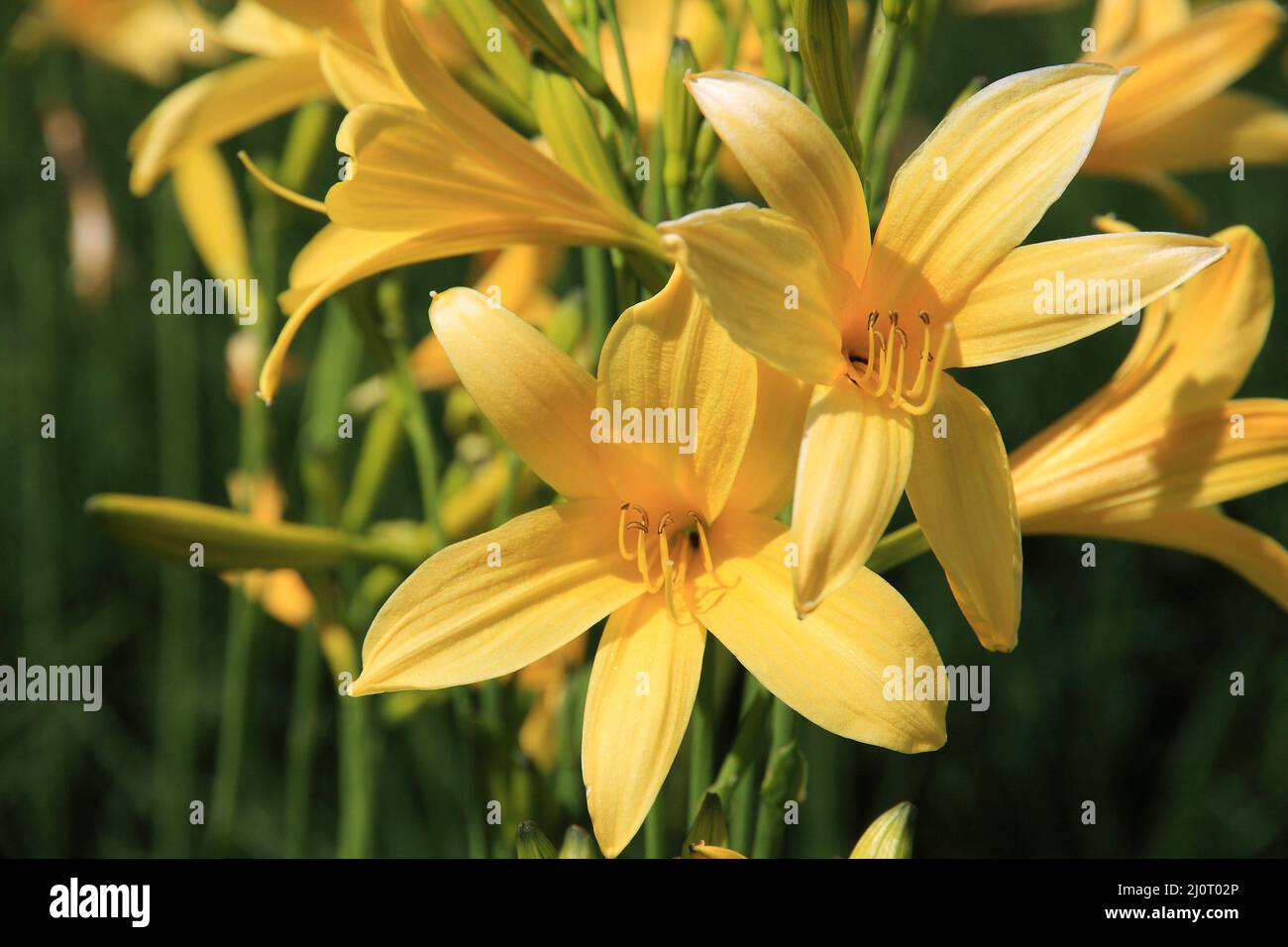 Plant flourishing yellow blossom hi-res stock photography and images ...