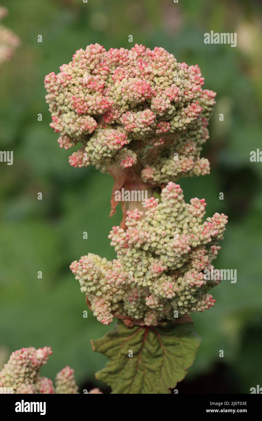 Chinese rhubarb blossom hi-res stock photography and images - Alamy