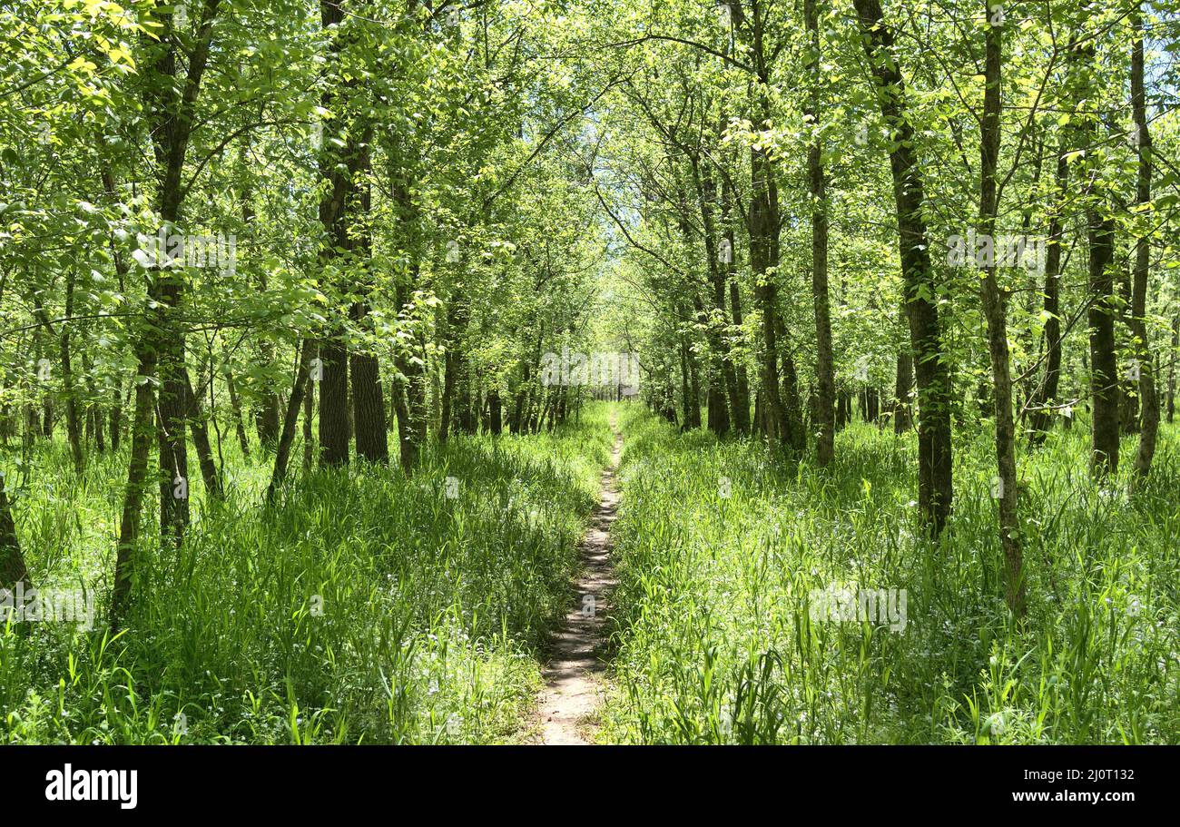A landscape image of a bright green spring forest path during May in ...
