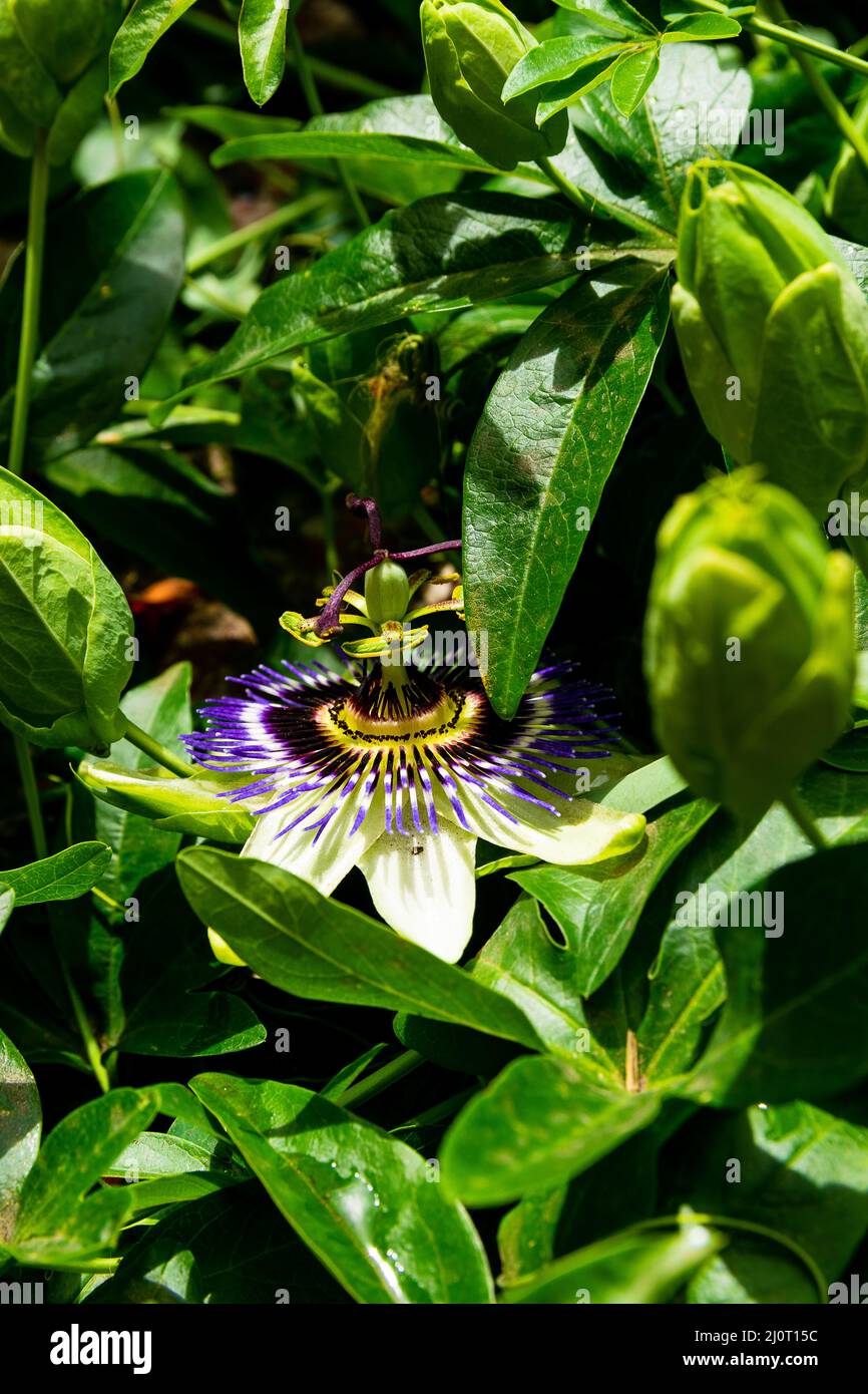 Passiflora flower which is a genus of plants in the family ...