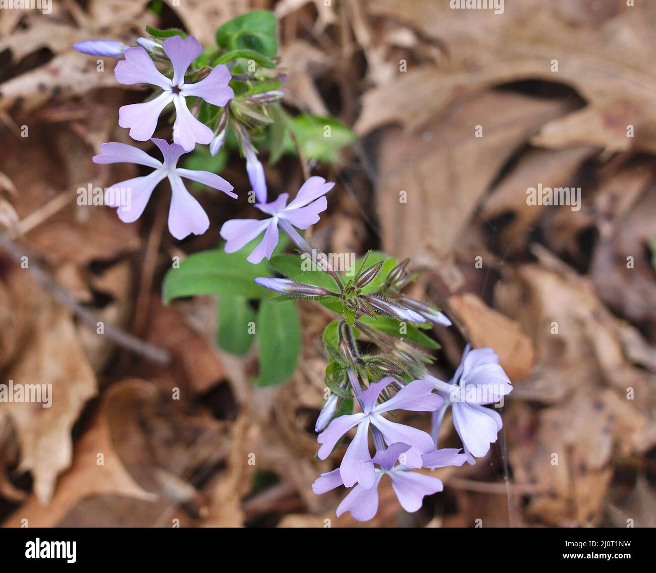 Wild sweet william hi-res stock photography and images - Alamy