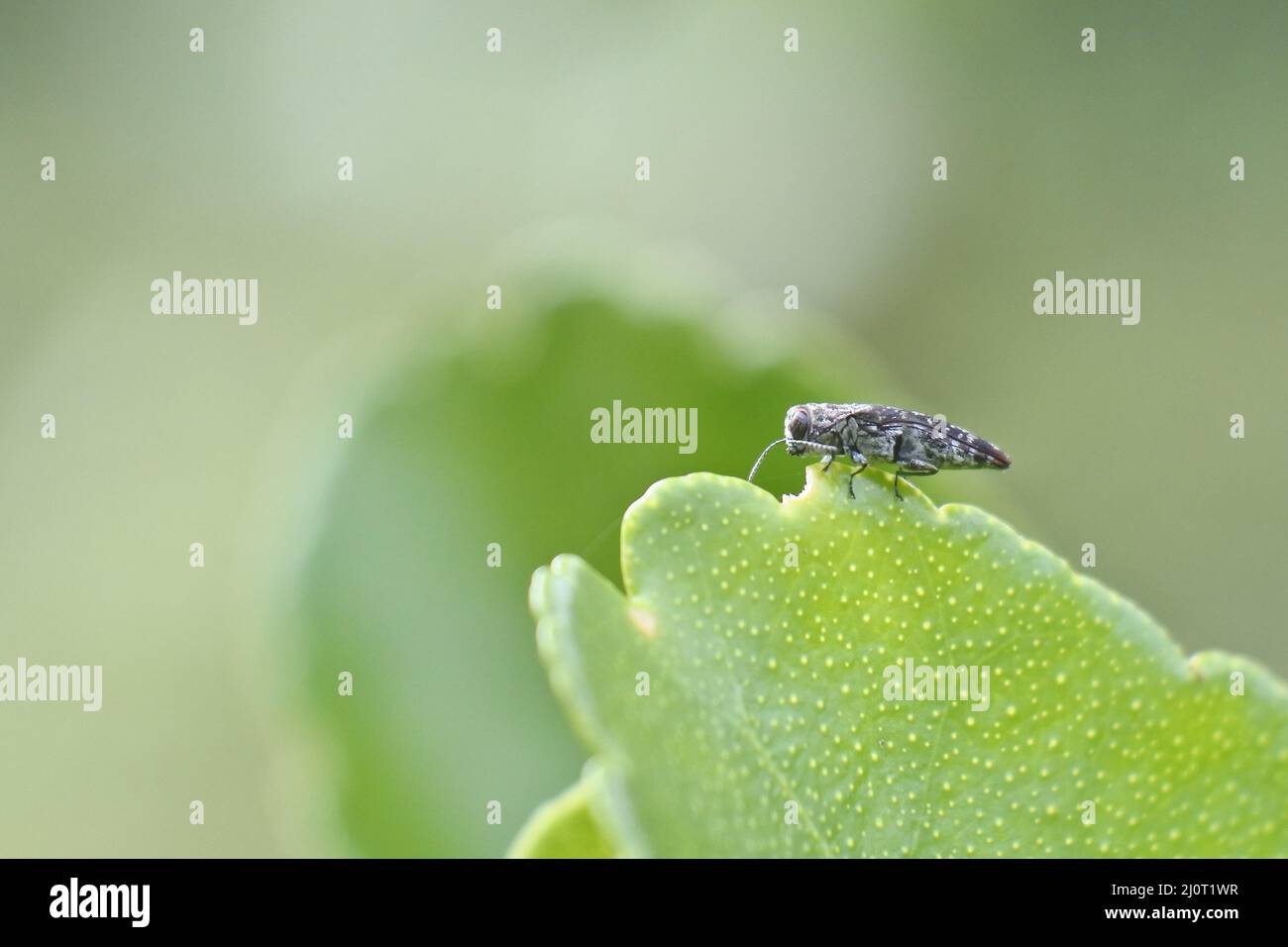 Psylloidea hi-res stock photography and images - Alamy