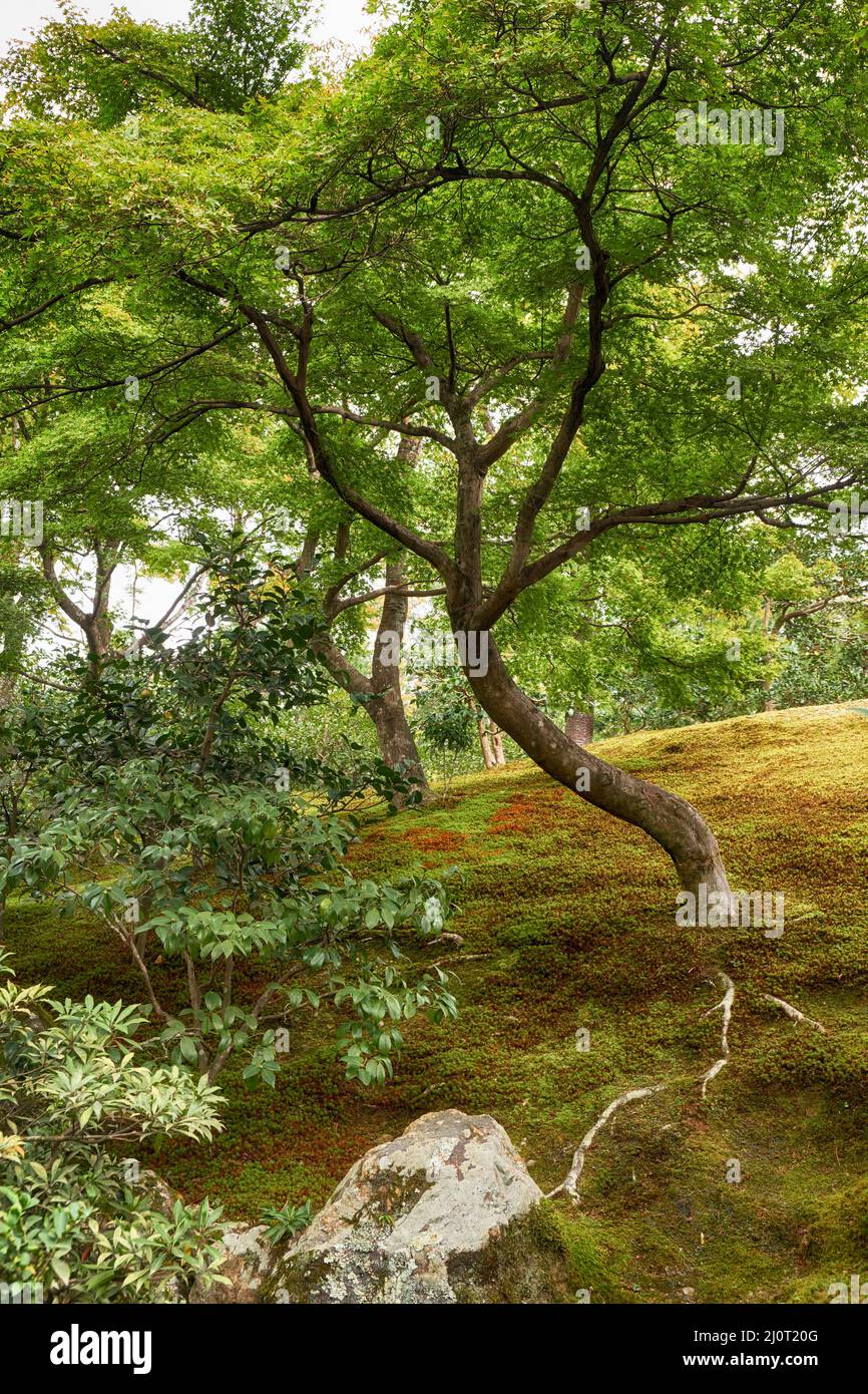 The maple tree in the park covered with moss (dobashi) in Kinkaku-ji ...