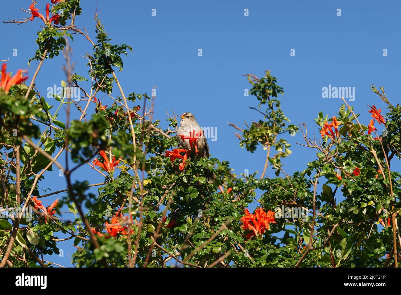 White crowned Sparrow , Zonotrichia leucophrys . perching in a bush in ...
