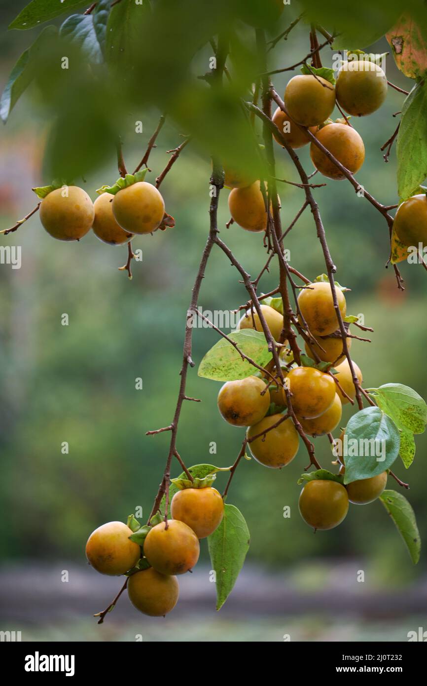 Japanese persimmon (Diospyros kaki ). Japan Stock Photo - Alamy