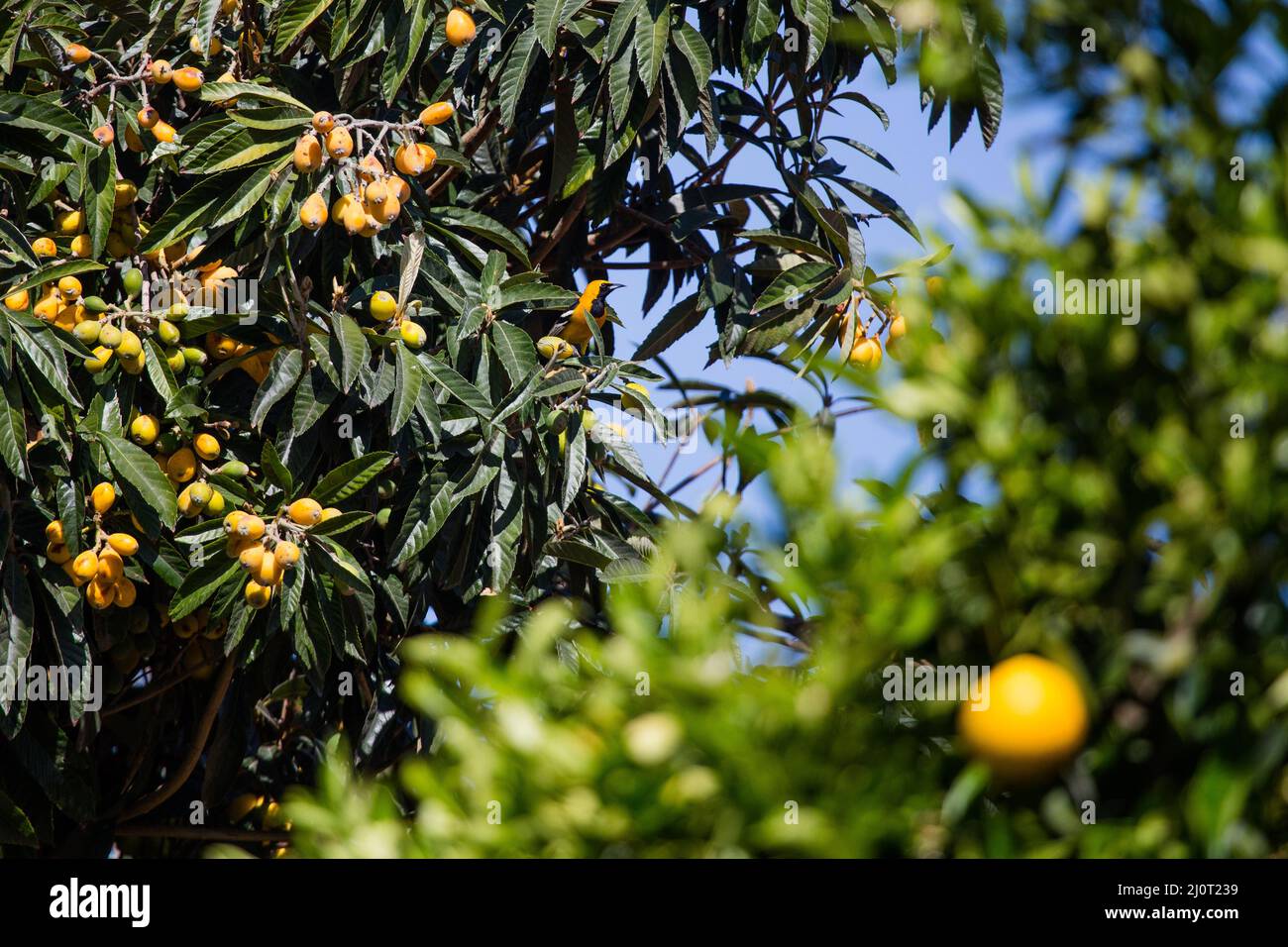 Loquat tree hi-res stock photography and images - Alamy