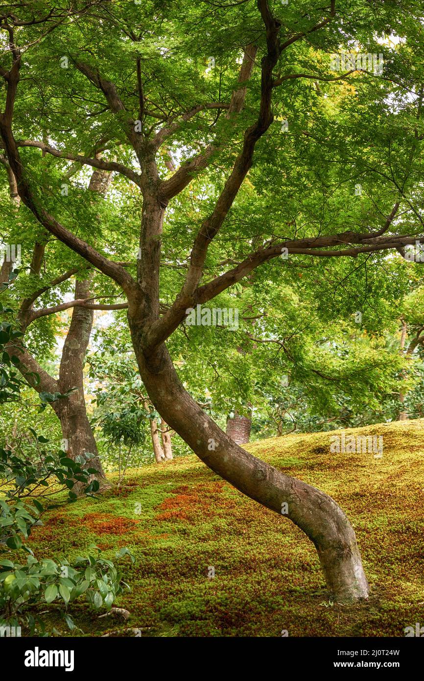 Moss temple hi-res stock photography and images - Alamy