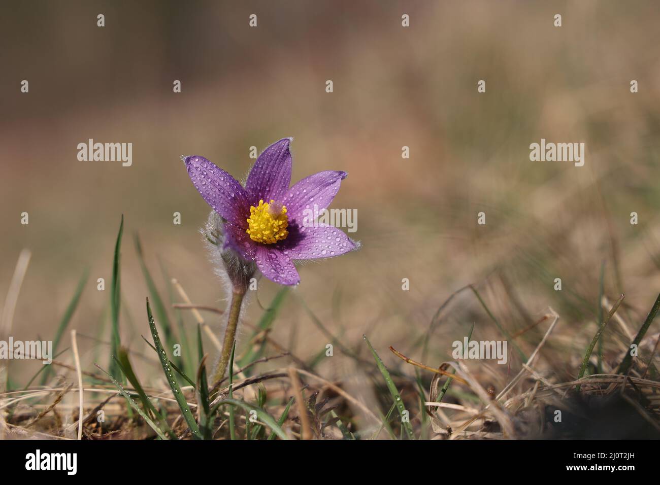 Beautiful purple fluffy flower Oriental Pulsatilla patens pasqueflower ...