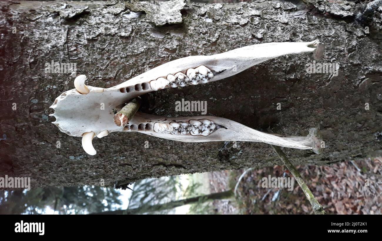 Closeup of an old skeleton of an animal hanging on a tree Stock Photo ...