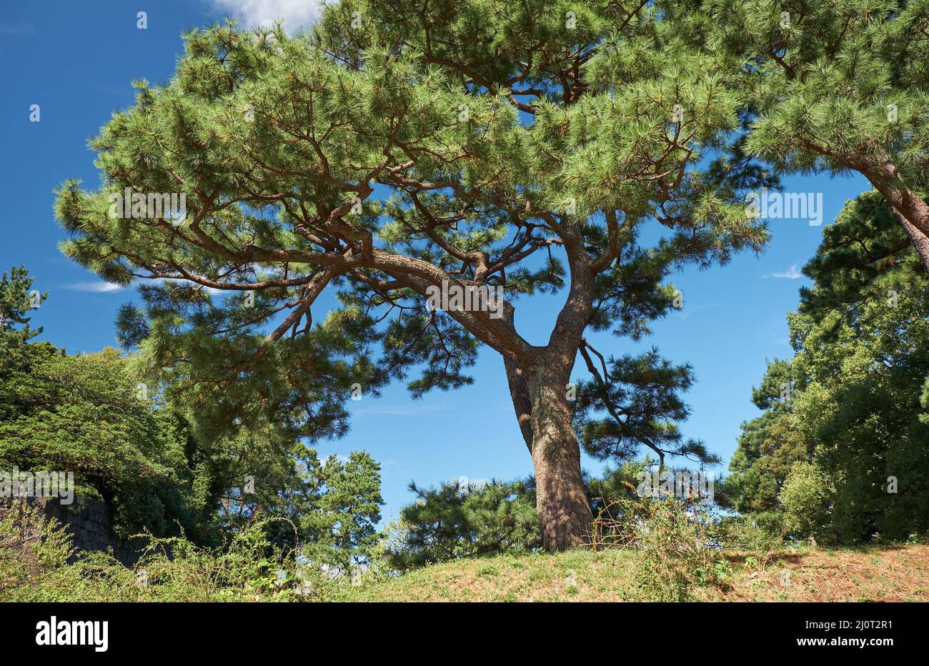 Pine tree in the traditional Japanese garden. Japan Stock Photo - Alamy