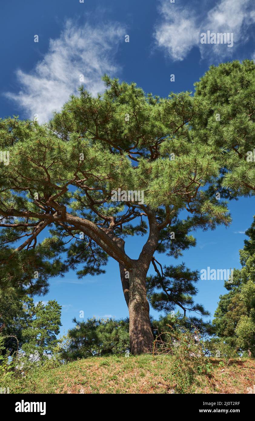 Pine tree in the traditional Japanese garden. Japan Stock Photo - Alamy