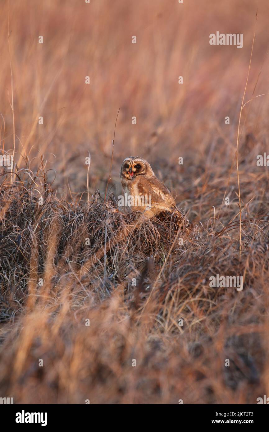 Marsh farm animal adventure park hi-res stock photography and images ...