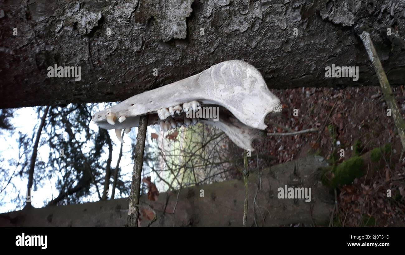 Hang a skeleton hi-res stock photography and images - Alamy