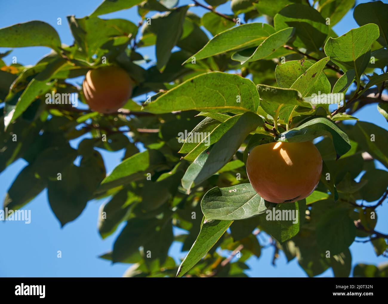 Japanese persimmon (Diospyros kaki) or kaki. Japan Stock Photo - Alamy