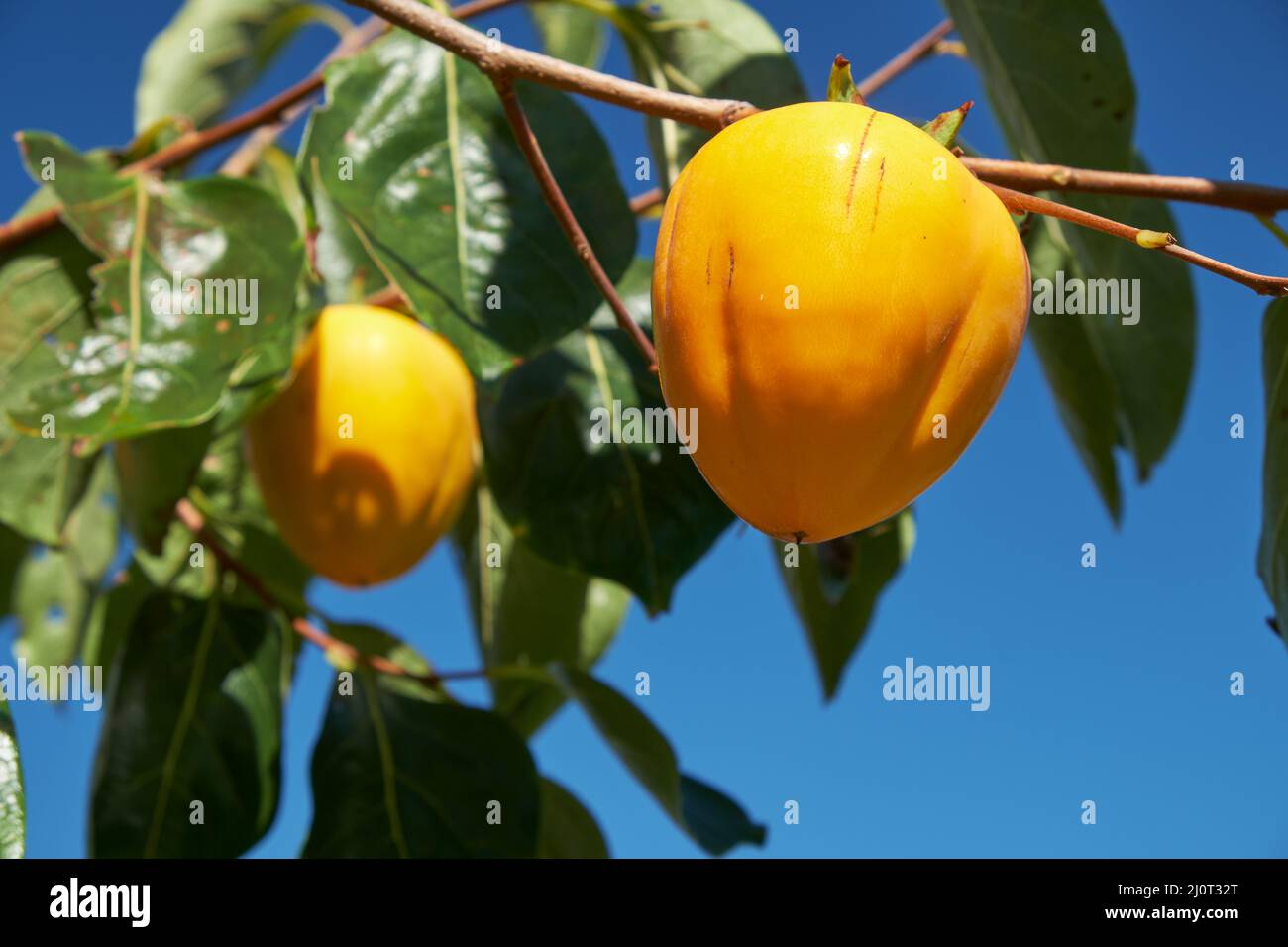 Japanese persimmon (Diospyros kaki) or kaki hanging on branch of tree ...