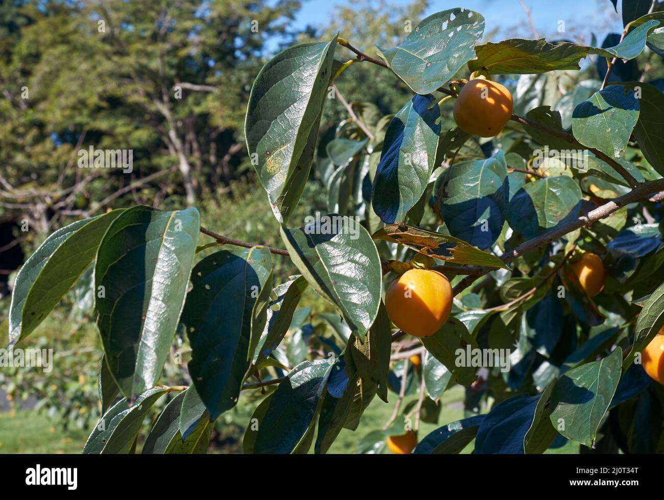 Japanese persimmon (Diospyros kaki) or kaki. Japan Stock Photo - Alamy