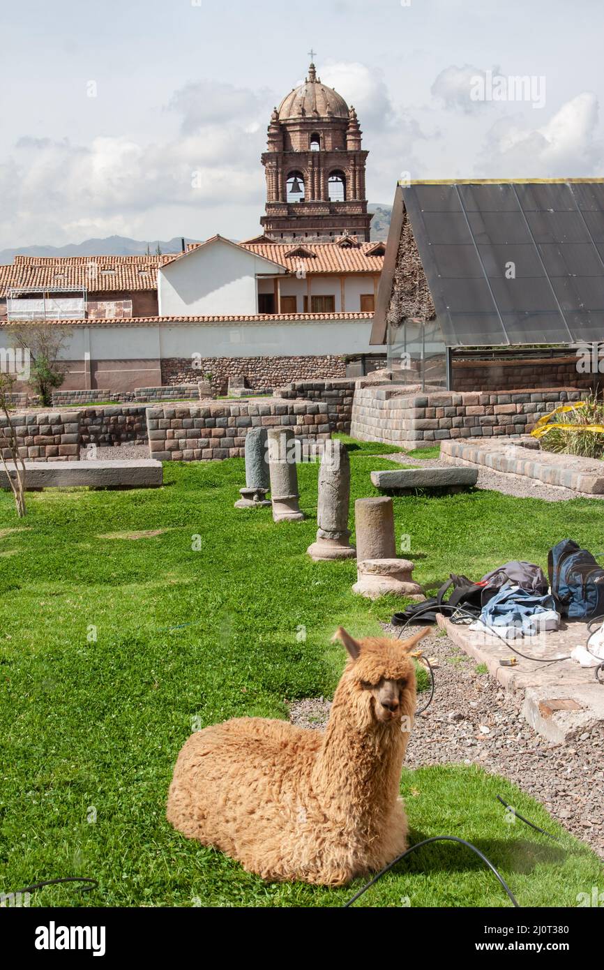 Closeup of a Llama resting on an Inca archaeological site and a church tower, Cusco, Peru Stock ...
