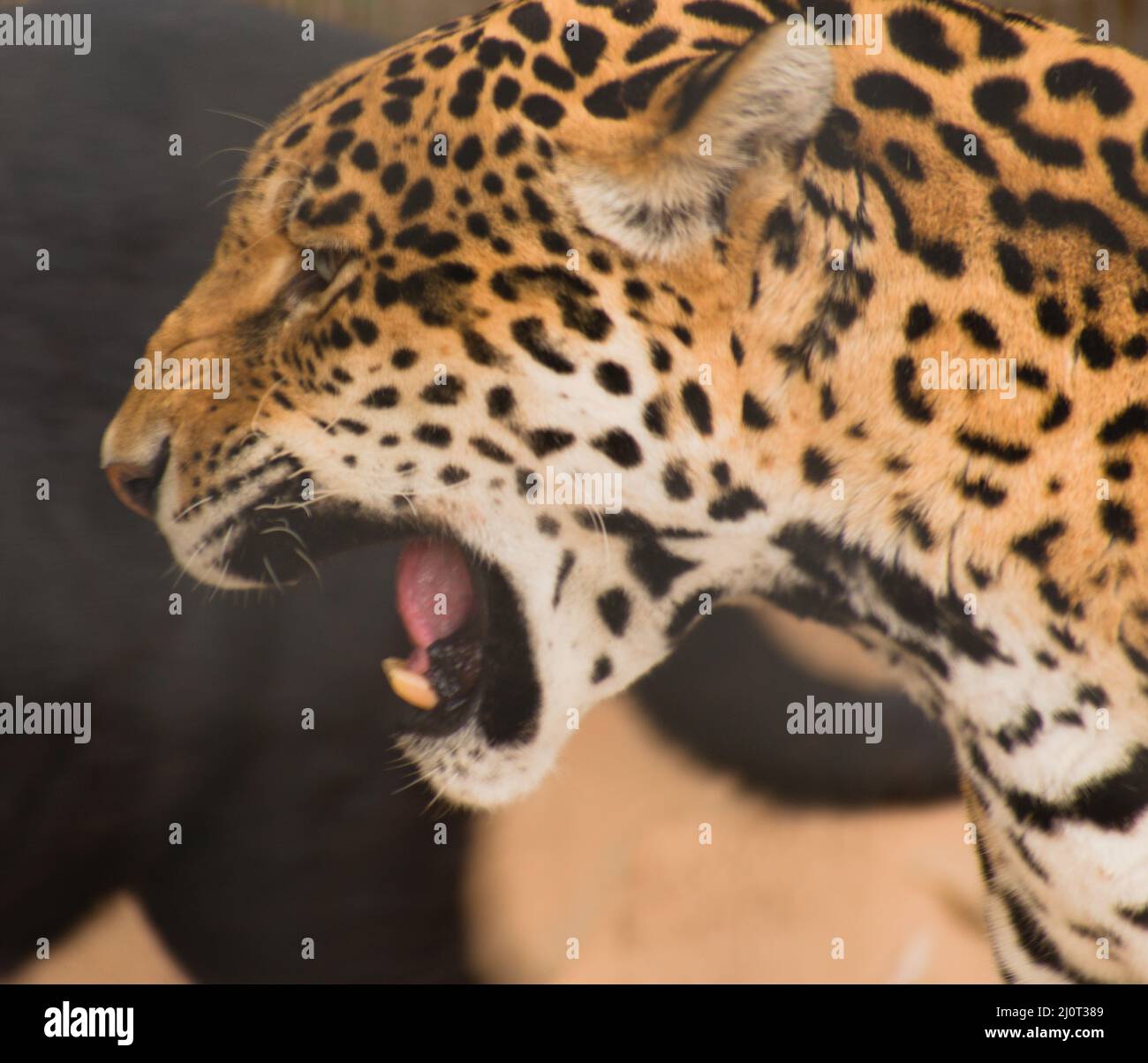 Side view of a roaring leopard Stock Photo - Alamy