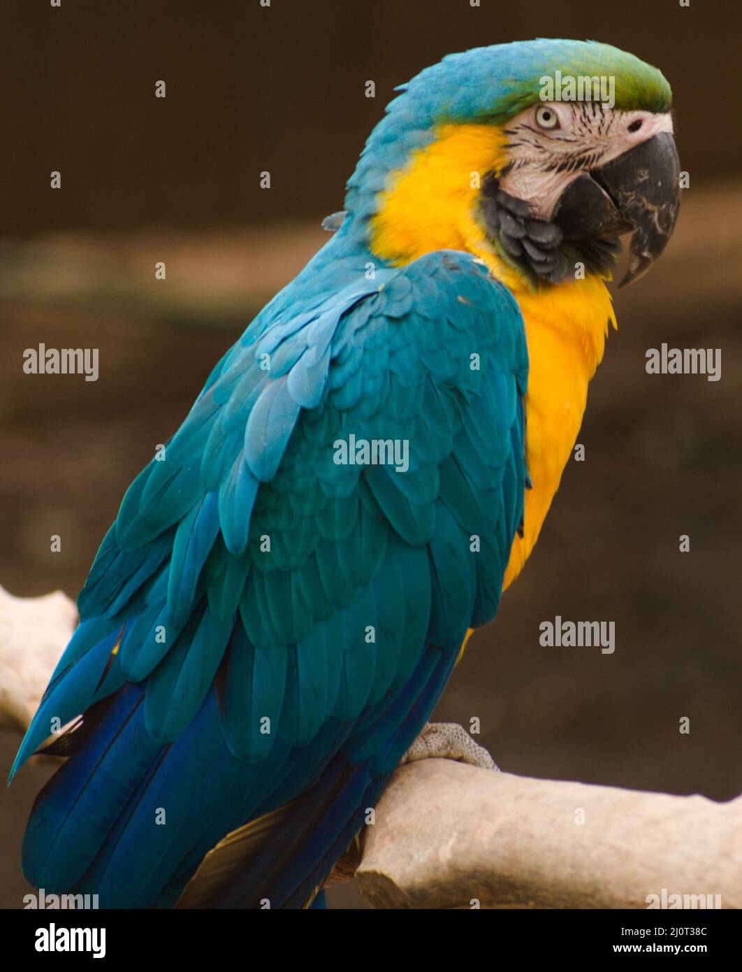 Glaucous Macaw