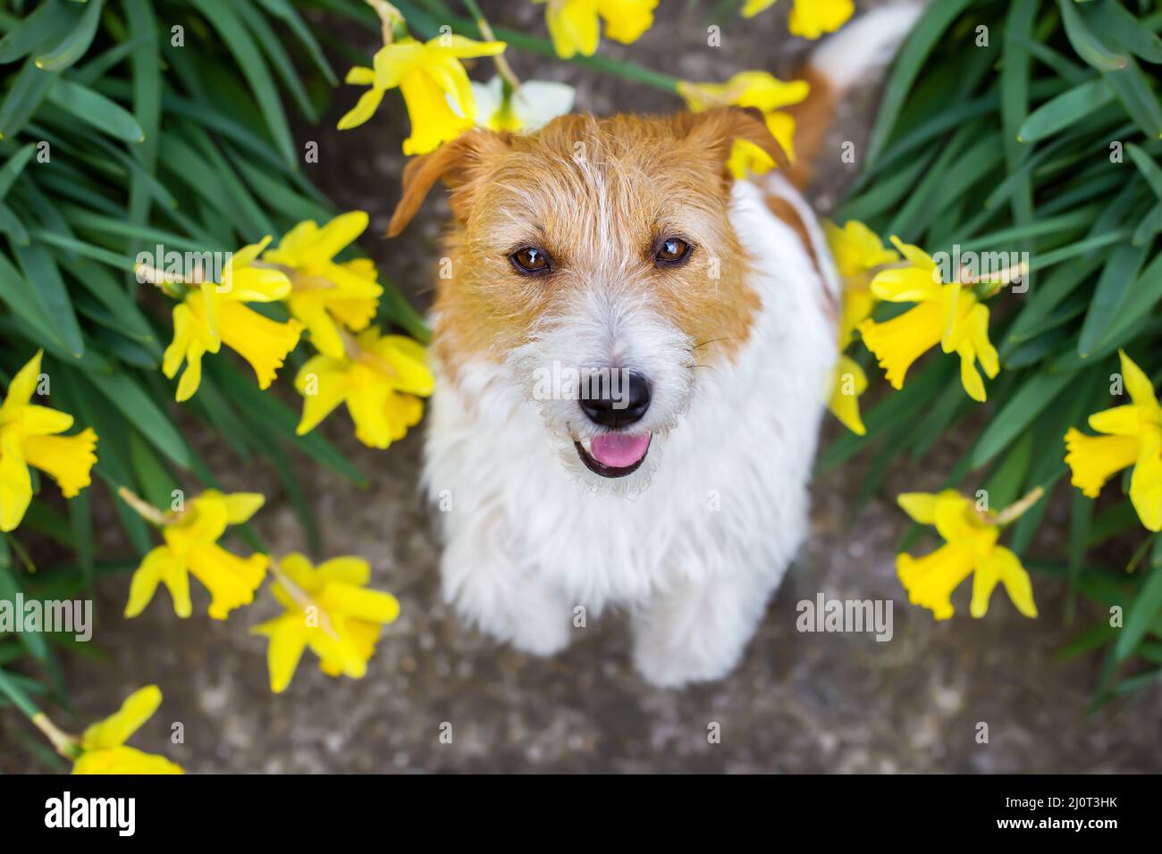 Cute smiling happy pet dog puppy with easter daffodil flowers in spring ...