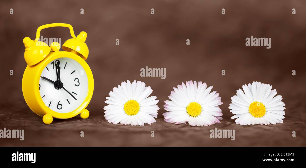 Daisy flowers and yellow clock on brown background. Daylight savings ...