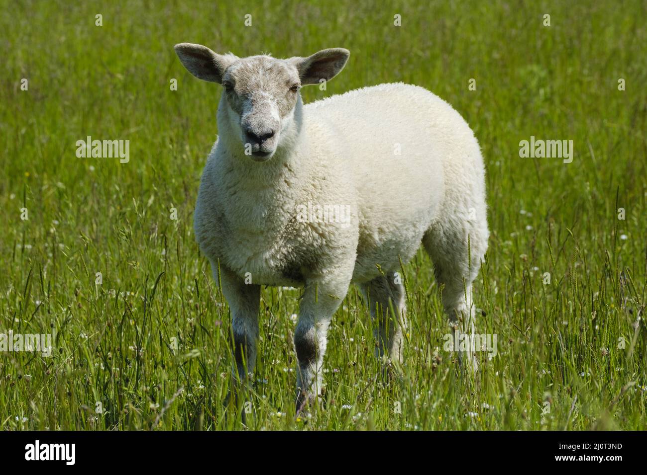 Sheep is standing at the grassland Stock Photo - Alamy