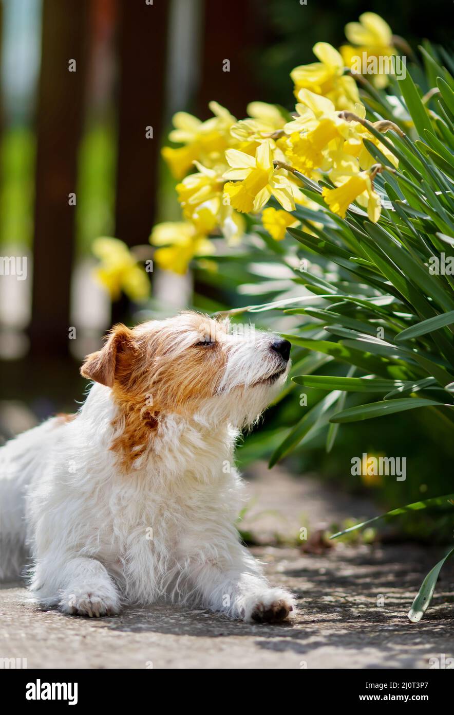 Cute lazy dog relaxing near easter daffodil spring flowers in the ...