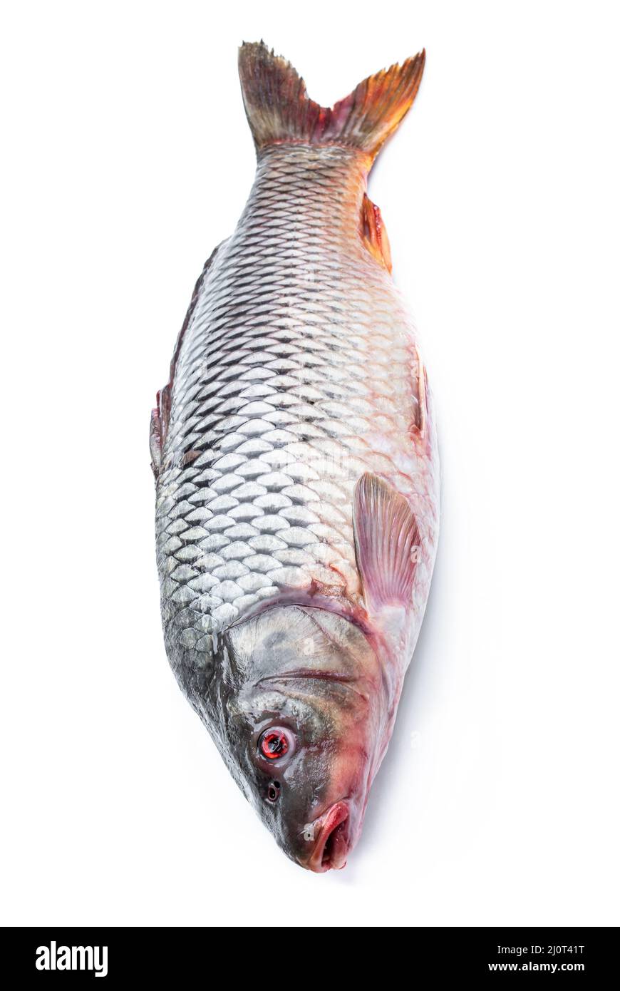 Freshwater common carp fish hi-res stock photography and images - Alamy