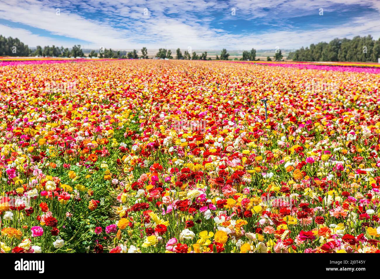 Walk in world flowers hi-res stock photography and images - Alamy