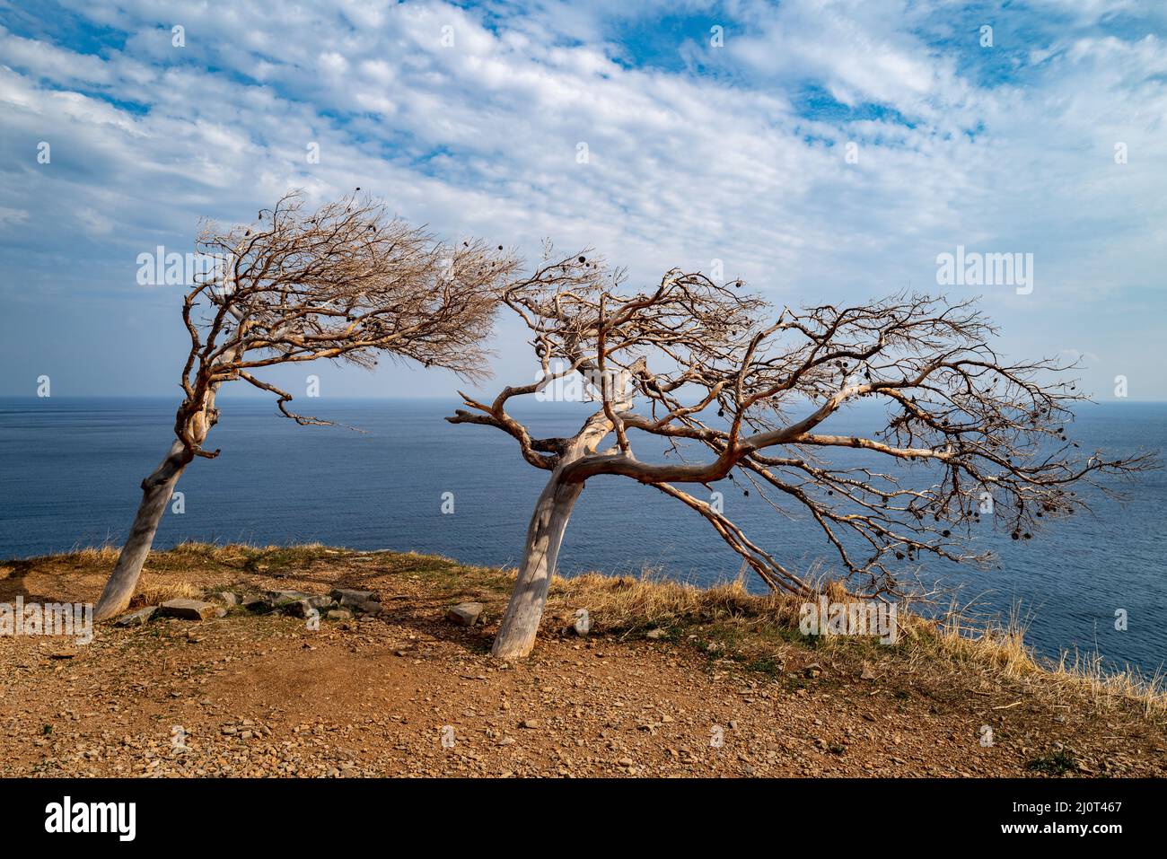 Trees bowing in the wind on Spinalonga island, Crete Stock Photo - Alamy