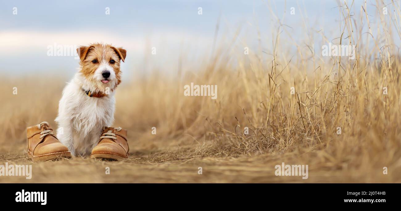 Cute obedient happy dog puppy sitting in the grass with shoes. Pet ...