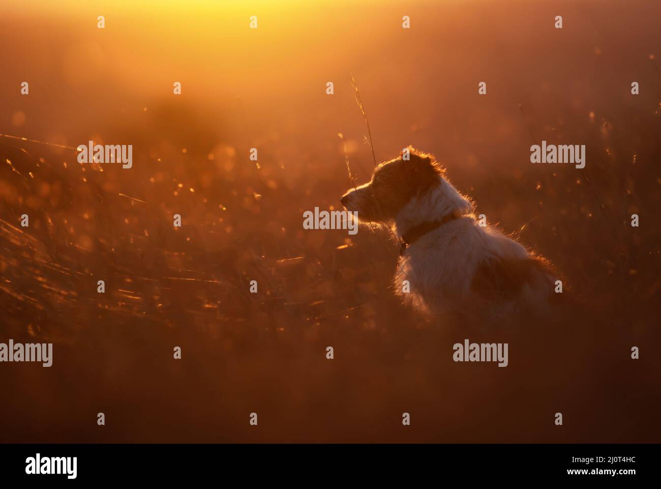 Beautiful dog sitting in the sunlight grass. Sunset, sunrise outdoor ...